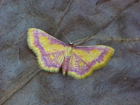 Purplebordered Gold Moth Idaea Muricata Adult Editorial Stock Photo ...