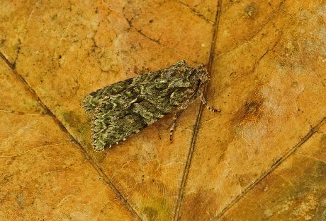 250 Noctuid Stock Pictures, Editorial Images and Stock Photos ...