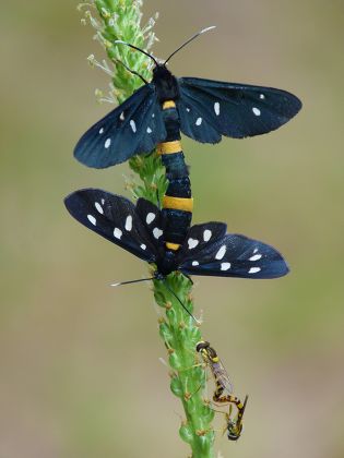 Ninespotted Moth Amata Phegea Common Banded Editorial Stock Photo ...