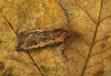 250 Noctuid Stock Pictures, Editorial Images and Stock Photos ...
