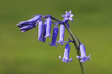 Bluebell Endymion Nonscriptus Flowers Growing Woodland Editorial Stock ...
