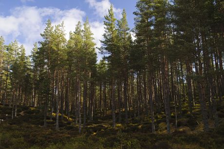 4 Invereshie Stock Pictures, Editorial Images and Stock Photos ...