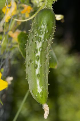 Cucumber Cucumis Sativus Young Fruit Growing Editorial Stock Photo ...