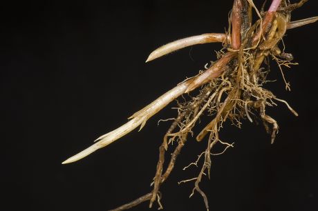 7 Quackgrass Stock Pictures, Editorial Images and Stock Photos ...