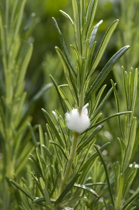 4 Bubble bush Stock Pictures, Editorial Images and Stock Photos ...