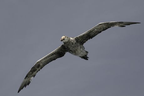 Antarctic Giant Petrel Giant Fulmar Macronectes Editorial Stock Photo ...