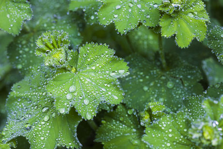 18 Hydrophobic Stock Pictures, Editorial Images and Stock Photos ...