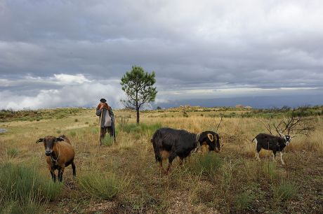 91 Stick farming Stock Pictures, Editorial Images and Stock Photos ...