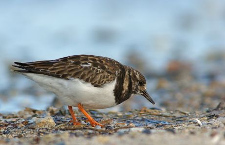 Ruddy Turnstone Arenaria Interpres Editorial Stock Photo - Stock Image ...