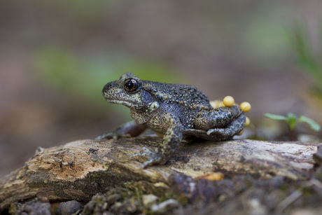 Common Midwife Toad Alytes Obstetricans Male Editorial Stock Photo ...