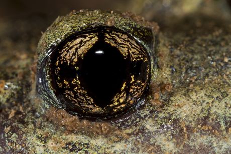 Common Midwife Toad Alytes Obstetricans Eye Editorial Stock Photo ...