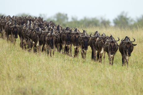 Migrating Herd Blue Wildebeest Connochaetes Taurinus Editorial Stock ...