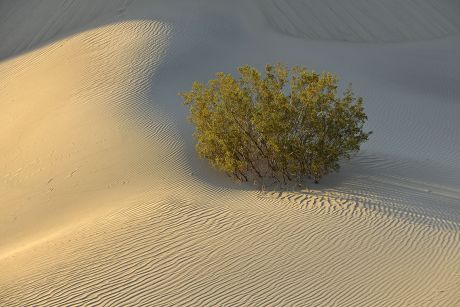 Mesquite Bush Prosopis Sp Mesquite Flat Editorial Stock Photo - Stock ...