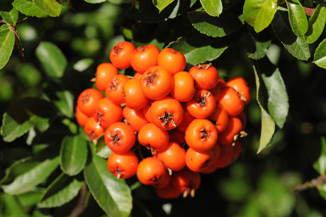 Firethorn Pyracantha Pyracantha Sp Berries Growing Editorial Stock ...