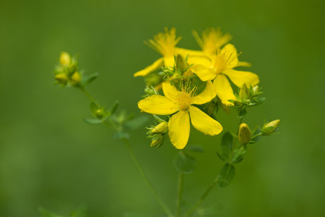 St Johns Wort Tiptons Weed Chasedevil Editorial Stock Photo - Stock ...