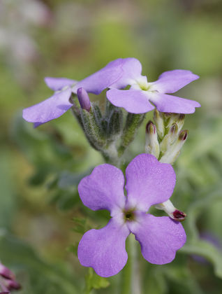 Threehorned Stock Matthiola Tricuspidata Inflorescence Editorial Stock ...