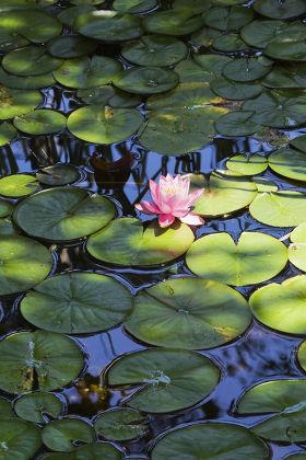 Pink Yellow Water Lily Nymphaea On Editorial Stock Photo - Stock Image ...