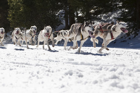 Dog Sled Dog Sledge Sledge Dogs Editorial Stock Photo - Stock Image ...