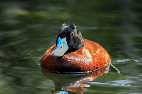 Lake Duck Argentine Lake Duck Oxyura Editorial Stock Photo - Stock ...