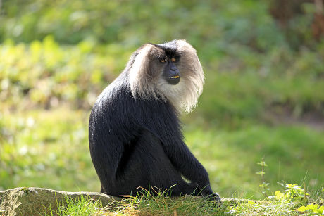 250 Silenus Stock Pictures, Editorial Images and Stock Photos ...