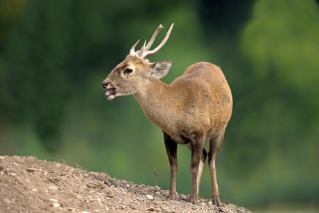 Browantlered Deer Elds Deer Thamin Rucervus Editorial Stock Photo ...