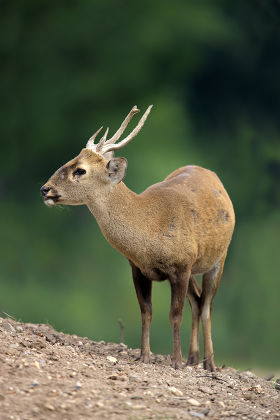 Browantlered Deer Elds Deer Thamin Rucervus Editorial Stock Photo ...