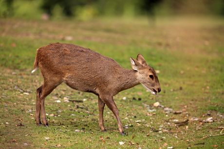 Browantlered Deer Elds Deer Thamin Rucervus Editorial Stock Photo ...