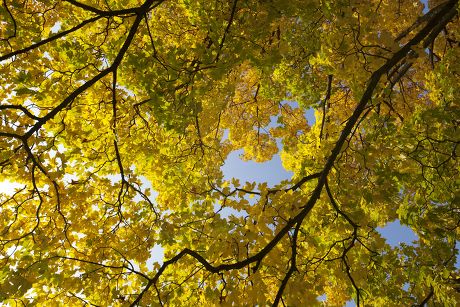 Maple Tree Acer Sp Autumn Ahrensburg Editorial Stock Photo - Stock ...