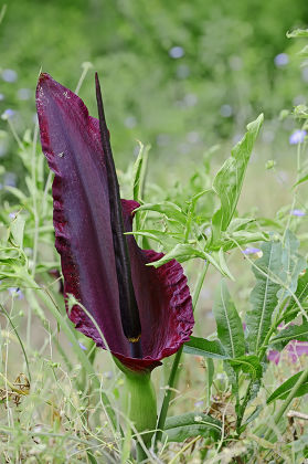 Dragon Arum Dracunculus Vulgaris Flower Editorial Stock Photo - Stock ...