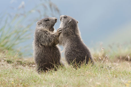 Alpine Marmots Marmota Marmota Young Animals Editorial Stock Photo ...