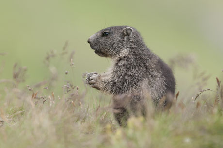 Alpine Marmot Marmota Marmota Young Animal Editorial Stock Photo ...