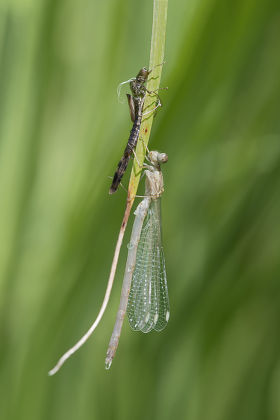 Newly Hatched Azure Damselfly Coenagrion Puella Editorial Stock Photo ...