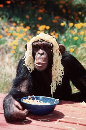 41 Cute chimp Stock Pictures, Editorial Images and Stock Photos ...