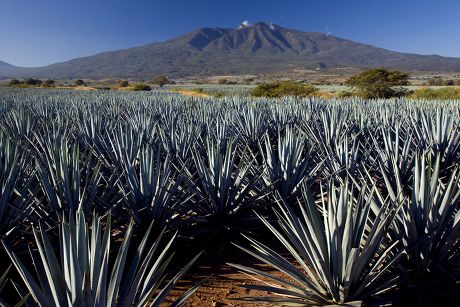 Field Agaves Editorial Stock Photo - Stock Image | Shutterstock