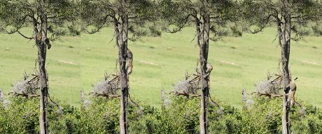 59 Climbing down a tree Stock Pictures, Editorial Images and Stock ...