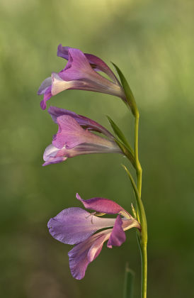 15 Common sword lily Stock Pictures, Editorial Images and Stock Photos ...