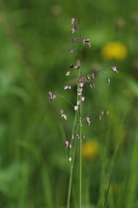 4 Dithering grass Stock Pictures, Editorial Images and Stock Photos ...