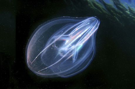 27 Ctenophora Stock Pictures, Editorial Images and Stock Photos ...