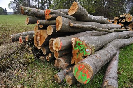 Felled Beech Trees Fagus Logs Editorial Stock Photo - Stock Image ...