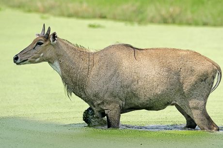 Nilgai Nilgau Antelope Boselaphus Tragocamelus Male Editorial Stock ...