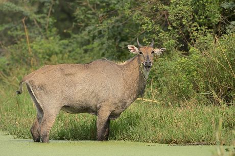 Nilgai Nilgau Antelope Boselaphus Tragocamelus Male Editorial Stock ...