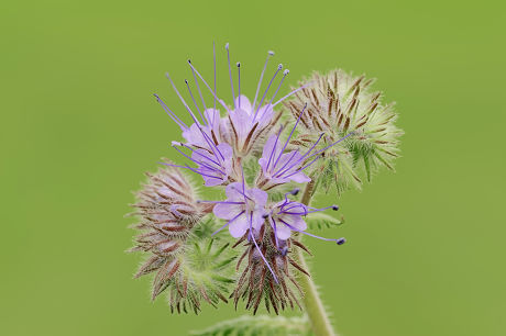 Lacy Phacelia Phacelia Tanacetifolia Flowers Editorial Stock Photo ...