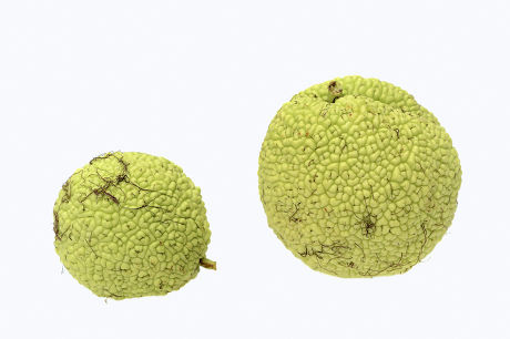 Osage Orange Hedge Apple Bodark Bodock Editorial Stock Photo - Stock ...