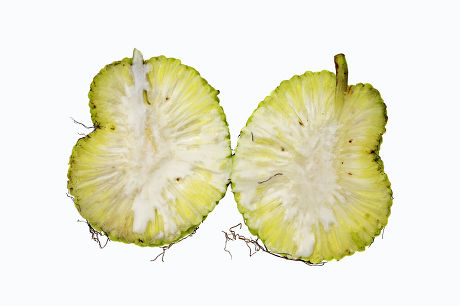 Osage Orange Hedge Apple Bodark Bodock Editorial Stock Photo - Stock ...