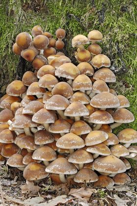 Brick Cap Brick Tuft Mushroom Hypholoma Editorial Stock Photo - Stock ...
