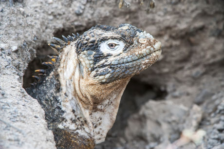 Galapagos Land Iguana Conolophus Subcristatus Burrow Editorial Stock ...