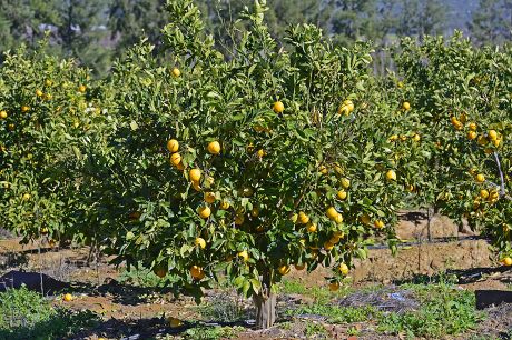 250 Citrus cultivation Stock Pictures, Editorial Images and Stock ...
