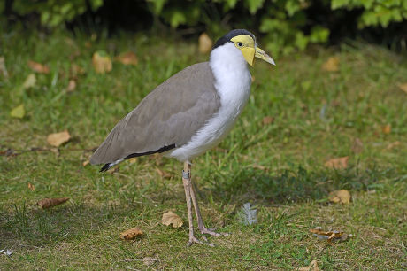 Masked Lapwing Vanellus Miles Native Australia Editorial Stock Photo ...
