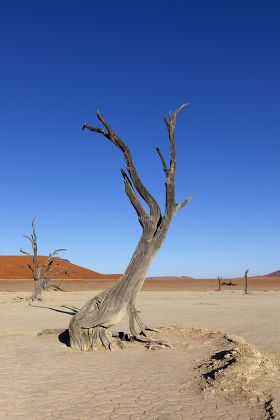 Withered Trees Desert Editorial Stock Photo - Stock Image | Shutterstock