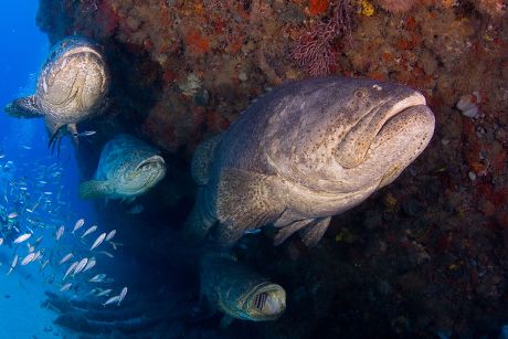 Goliath Groupers Editorial Stock Photo - Stock Image | Shutterstock
